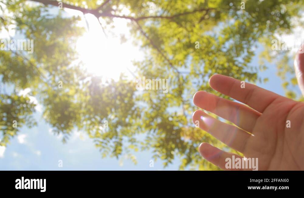 Tree hand leaves Stock Videos & Footage - HD and 4K Video Clips - Alamy