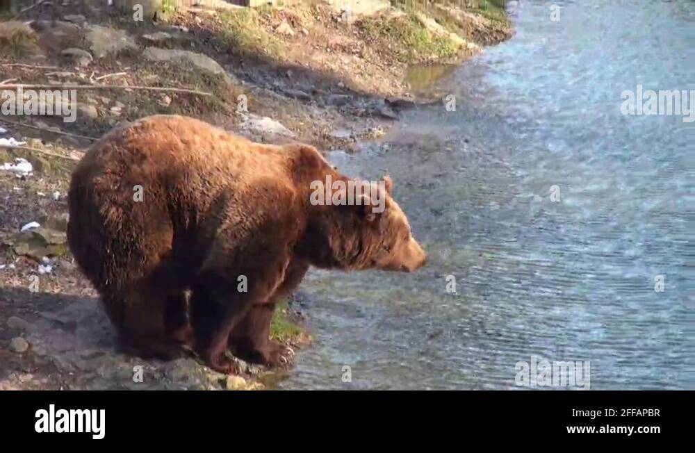 Bear drinking water Stock Videos & Footage - HD and 4K Video Clips - Alamy