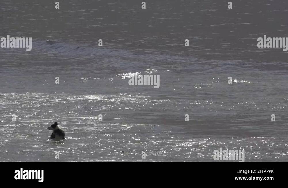 Fetches Stock Videos & Footage - HD and 4K Video Clips - Alamy