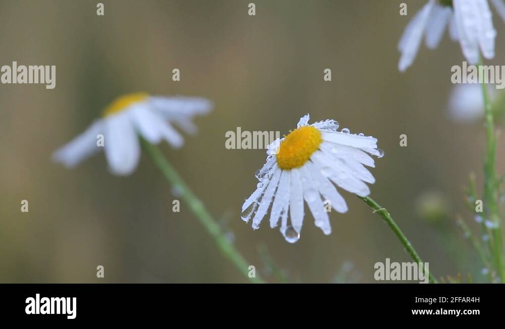 Daisy dew drops Stock Videos & Footage - HD and 4K Video Clips - Alamy