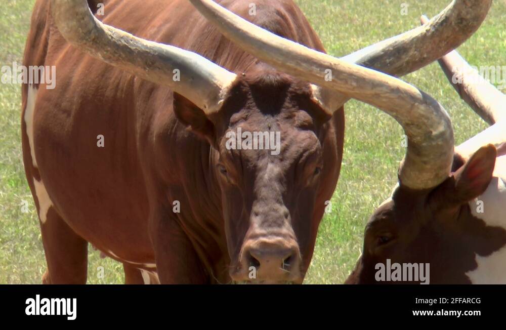 Bovine horns Stock Videos & Footage - HD and 4K Video Clips - Alamy