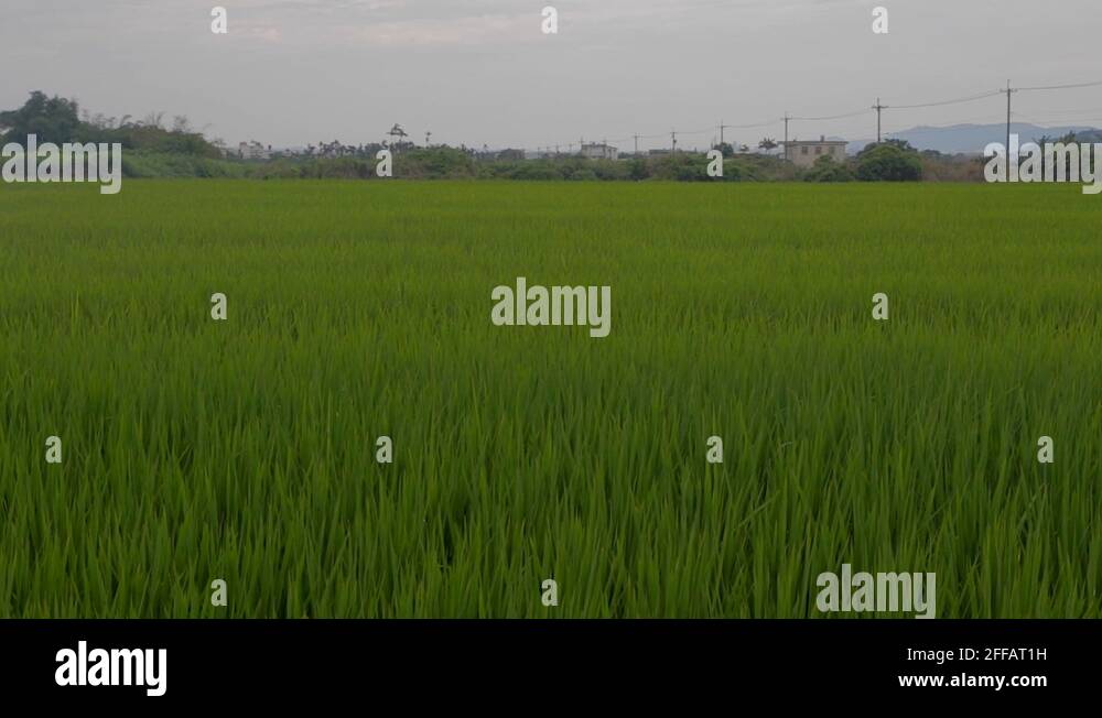 Dancing grass Stock Videos & Footage - HD and 4K Video Clips - Alamy