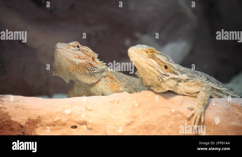 Couple lizards Stock Videos & Footage - HD and 4K Video Clips - Alamy