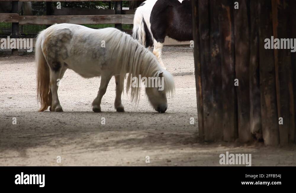 Strong breed of pony Stock Videos & Footage - HD and 4K Video Clips - Alamy
