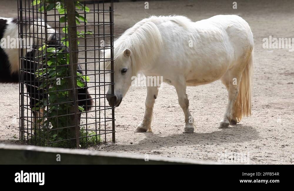 Shetland animals Stock Videos & Footage - HD and 4K Video Clips - Alamy