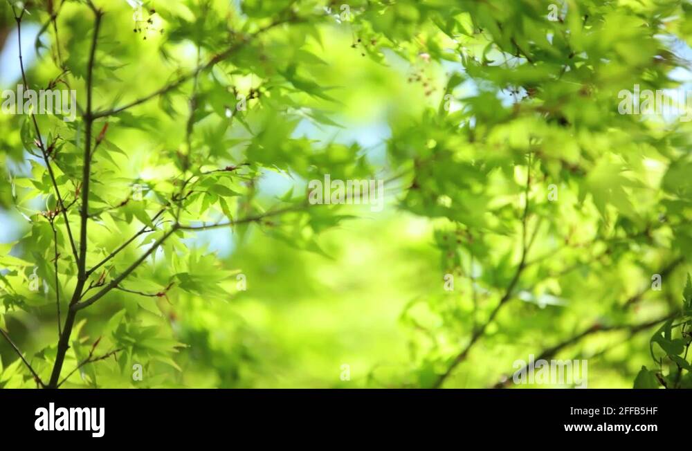 Green leaf japanese maple tree Stock Videos & Footage - HD and 4K Video ...