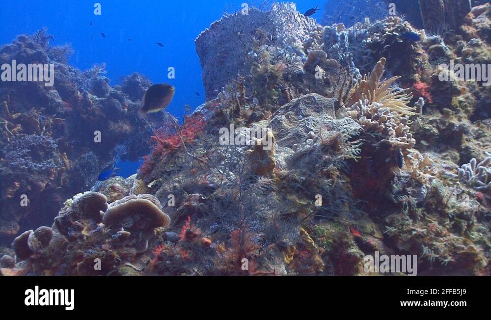 Sponge fish Stock Videos & Footage - HD and 4K Video Clips - Alamy
