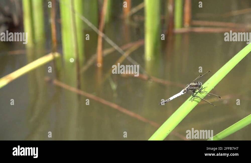 Insect macro wing Stock Videos & Footage - HD and 4K Video Clips - Alamy