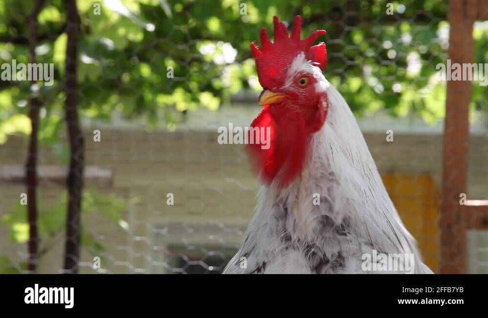 Portrait chicken rooster Stock Videos & Footage - HD and 4K Video Clips ...