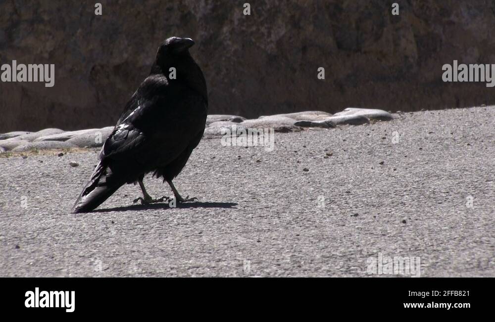 Common raven walking Stock Videos & Footage - HD and 4K Video Clips - Alamy