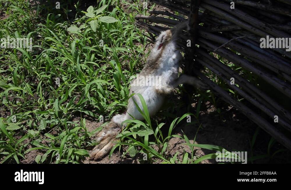 Dead rabbit body trapped on wattle, killed wild animal, flies on hare ...