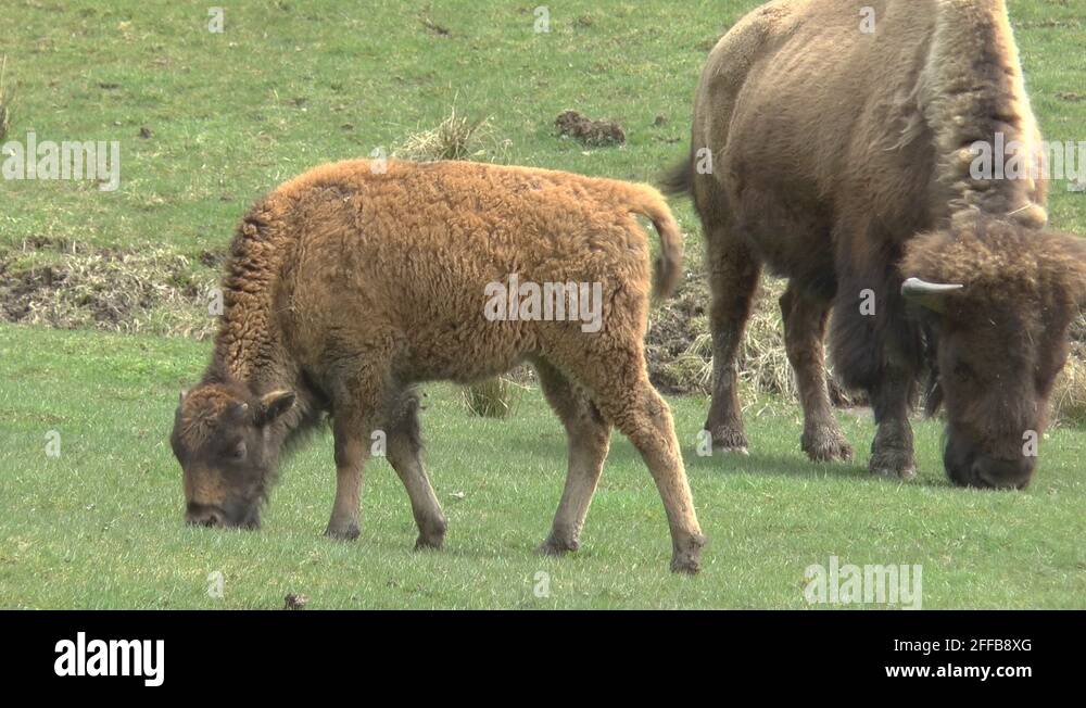 American bison buffalo bison bison female cow Stock Videos & Footage ...