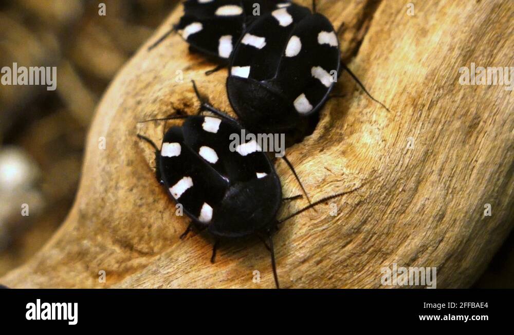 Polyphagidae Stock Videos & Footage - HD and 4K Video Clips - Alamy