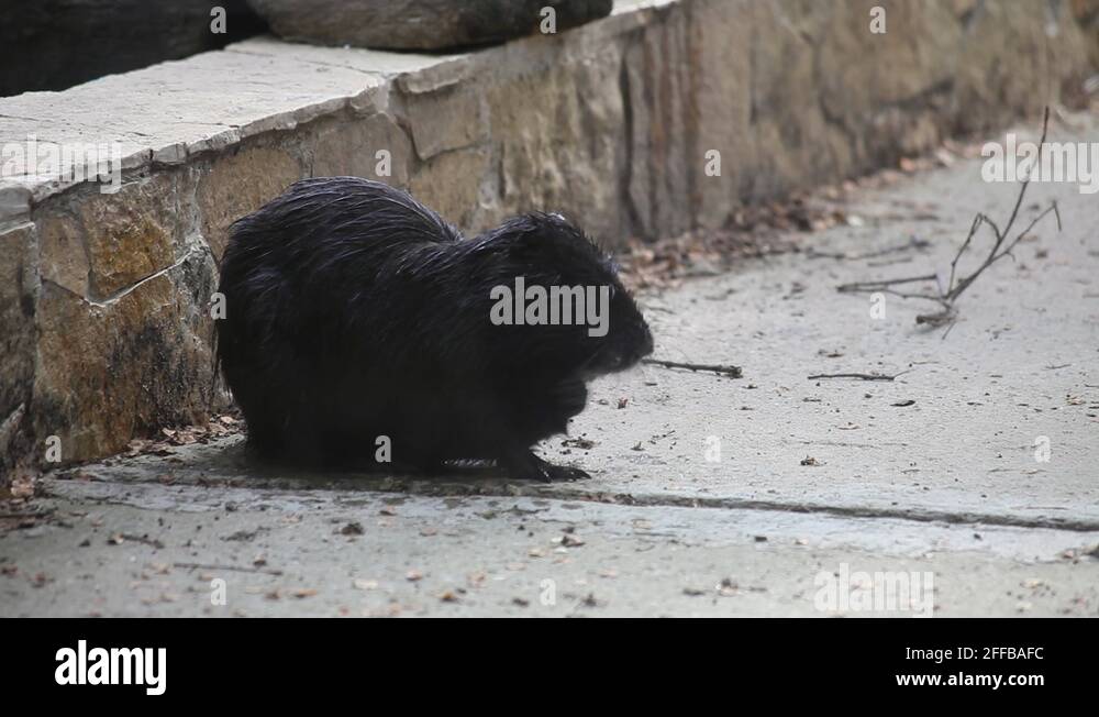 Animal scratching Stock Videos & Footage - HD and 4K Video Clips - Alamy