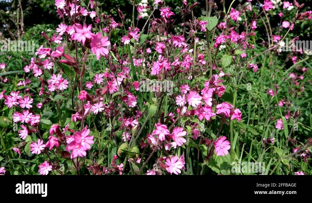 Wildflower campion Stock Videos & Footage - HD and 4K Video Clips - Alamy