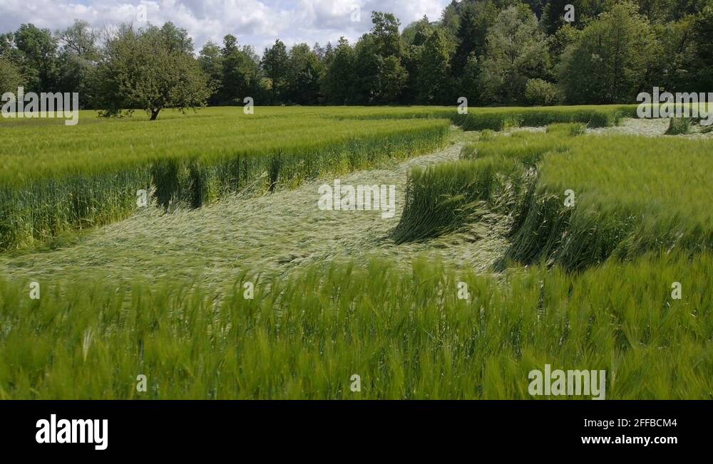 Corn formation Stock Videos & Footage - HD and 4K Video Clips - Alamy
