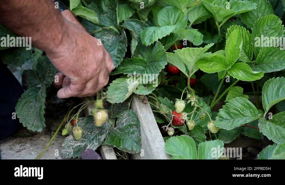 Gathering fruits Stock Videos & Footage - HD and 4K Video Clips - Alamy