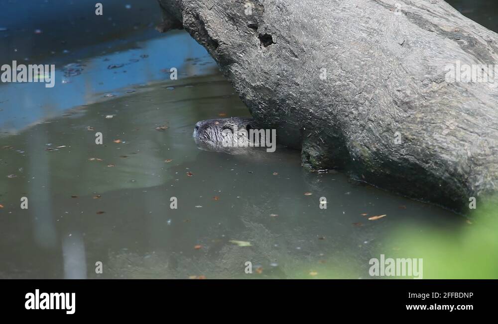 The semi aquatic animal Stock Videos & Footage - HD and 4K Video Clips ...