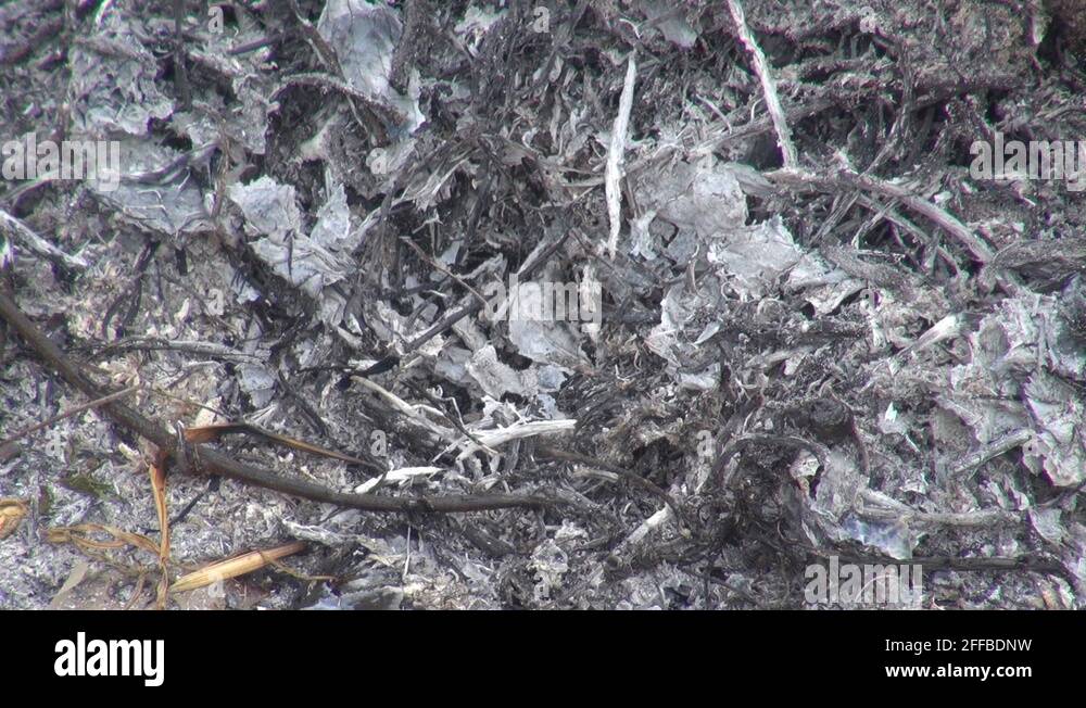 Ash cinder dust dark background leaves burnt ground texture concept ...