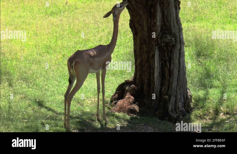 Long neck antelope Stock Videos & Footage - HD and 4K Video Clips - Alamy