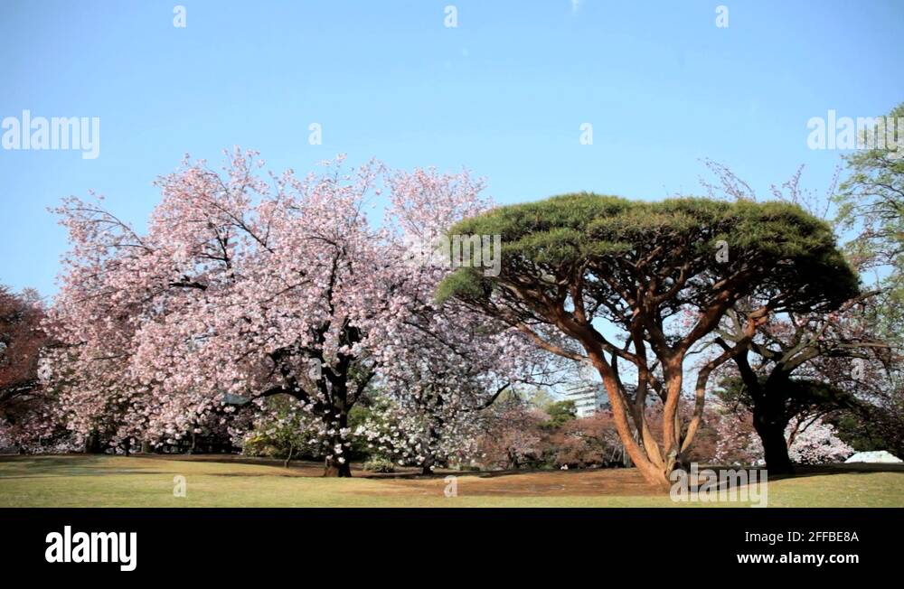 Evergreen bonsai Stock Videos & Footage - HD and 4K Video Clips - Alamy