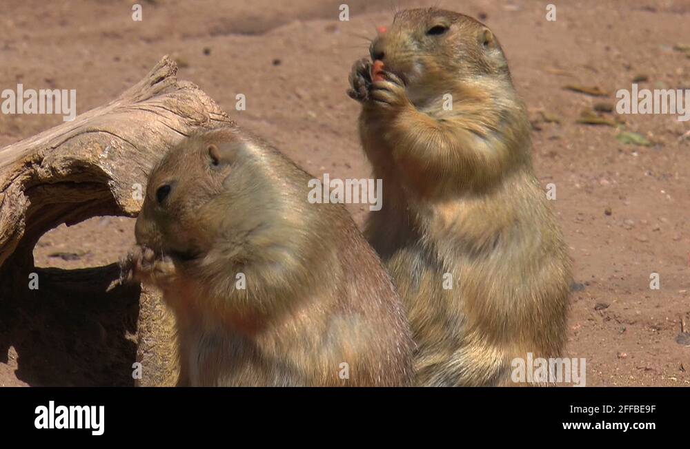 Munch nibble Stock Videos & Footage - HD and 4K Video Clips - Alamy