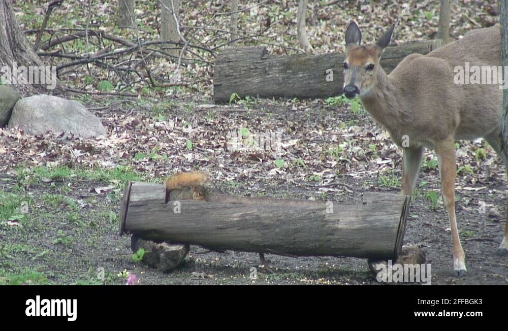 Eat squirrel Stock Videos & Footage - HD and 4K Video Clips - Alamy