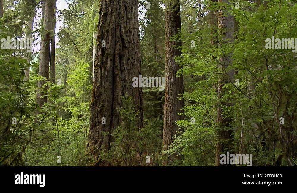 Redwood ecosystem Stock Videos & Footage - HD and 4K Video Clips - Alamy