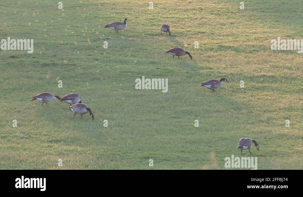Seasons migration Stock Videos & Footage - HD and 4K Video Clips - Alamy