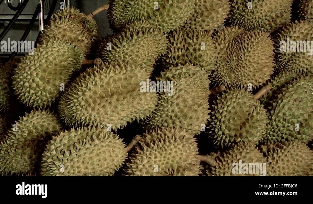 Fresh Durian (the Queen of Fruits) at a Durian Wholesaler in Pak Khlong ...