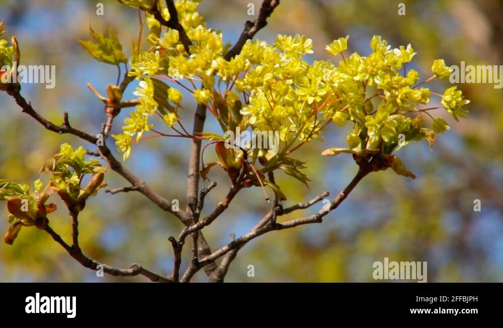 Maple blossom trusses with new leaves, shaking in the rain on blur ...