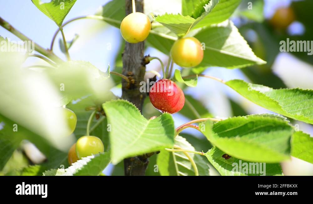 Cherries of the tree Stock Videos & Footage - HD and 4K Video Clips - Alamy