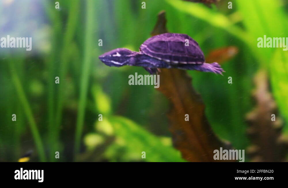 Rare turtle Stock Videos & Footage - HD and 4K Video Clips - Alamy