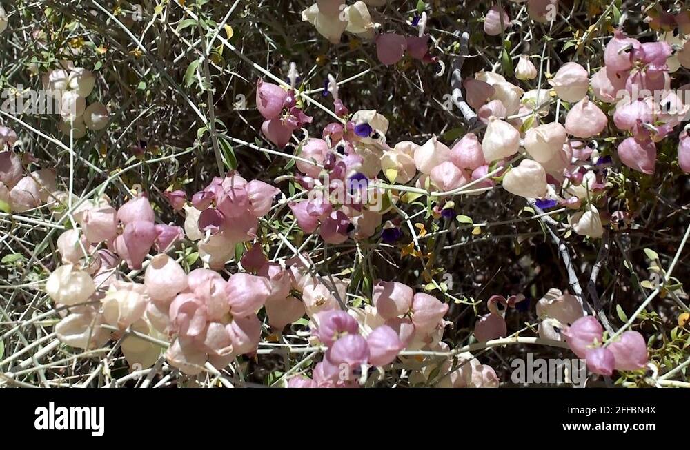 Bladder flower Stock Videos & Footage - HD and 4K Video Clips - Alamy