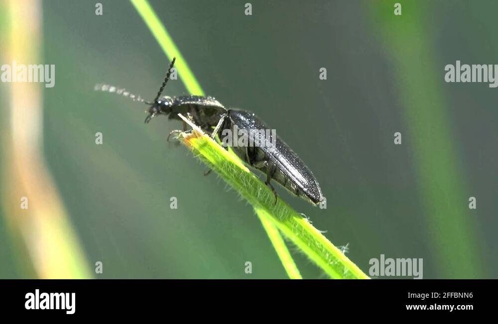Buprestidae Stock Videos & Footage - HD and 4K Video Clips - Alamy