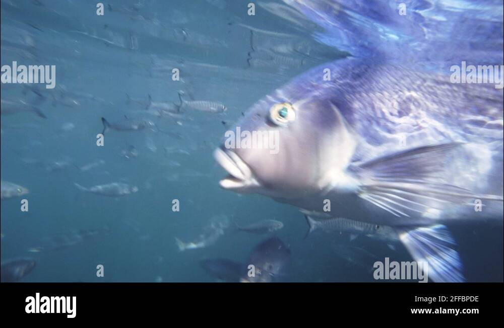 Blue morwong Stock Videos & Footage - HD and 4K Video Clips - Alamy
