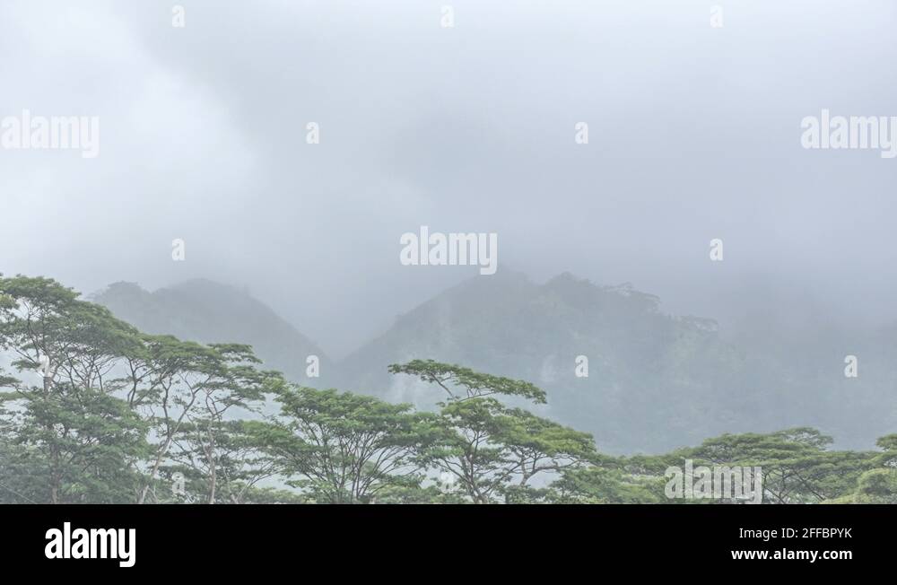 Open canopy forest Stock Videos & Footage - HD and 4K Video Clips - Alamy