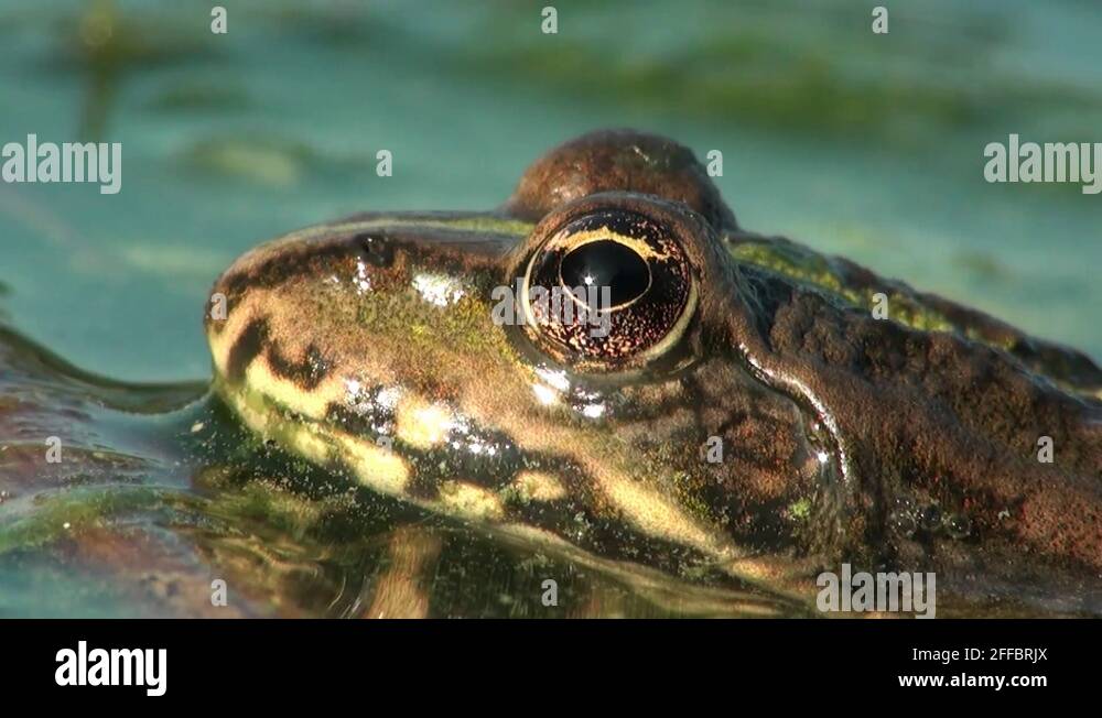 Frog eye membrane Stock Videos & Footage - HD and 4K Video Clips - Alamy