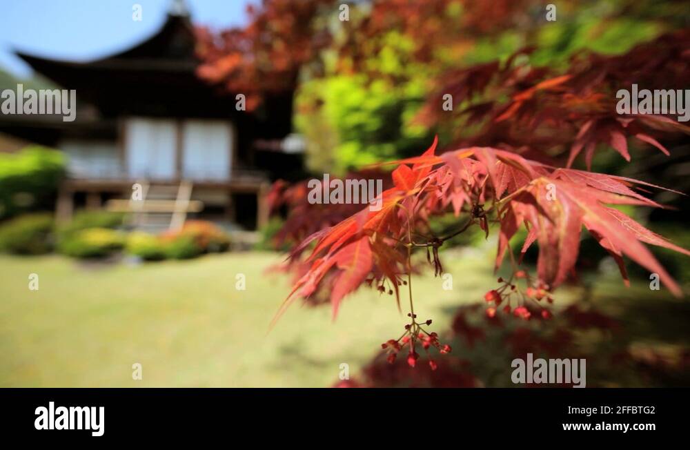 Evergreen foliage japanese maple Stock Videos & Footage - HD and 4K ...