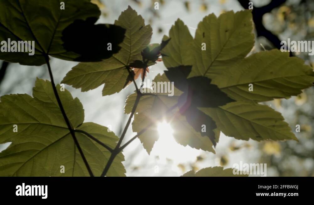 Leaves waving Stock Videos & Footage - HD and 4K Video Clips - Alamy
