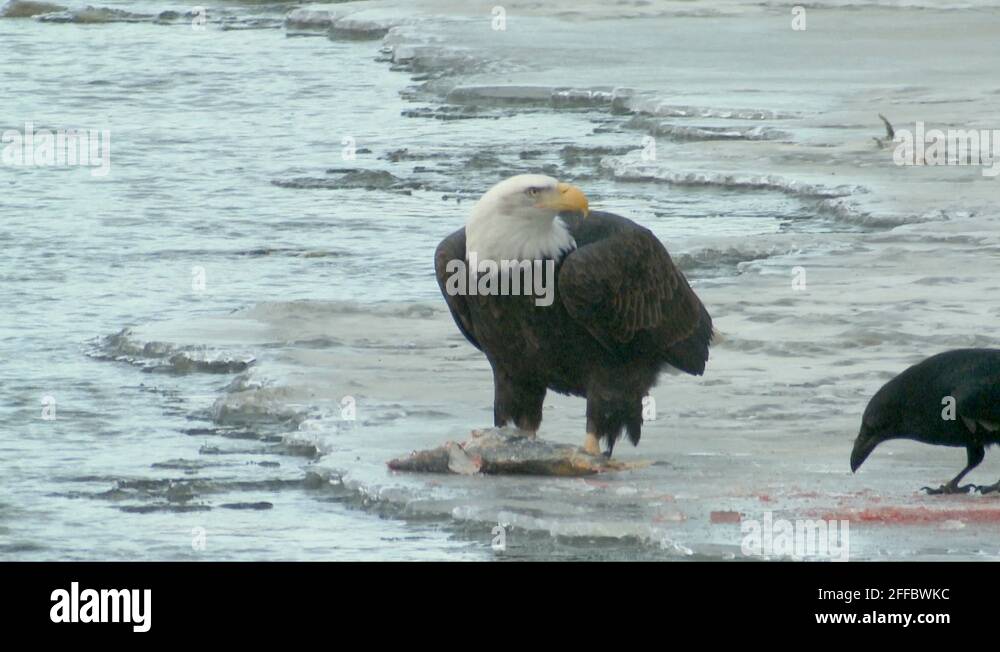 Eagle and raven Stock Videos & Footage - HD and 4K Video Clips - Alamy