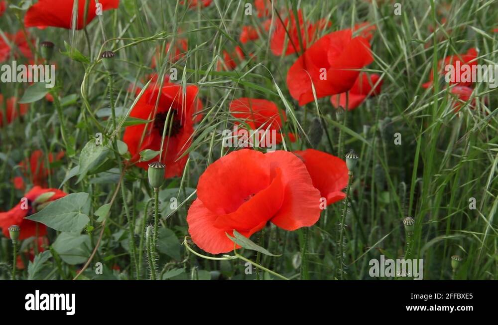 Red poppy field and bees, pollination, beautiful summer flowers Stock ...