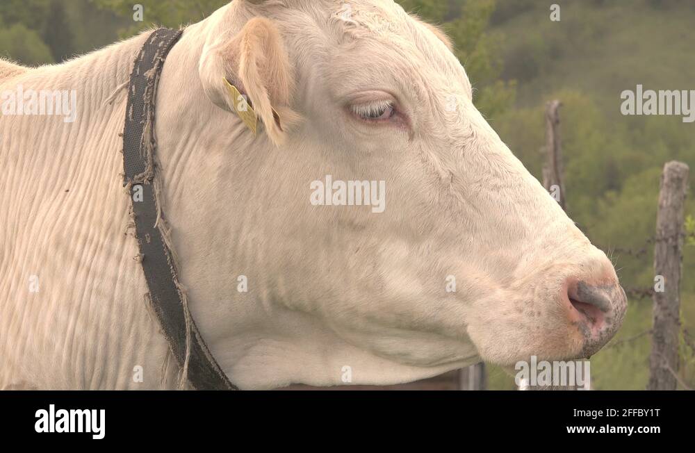 Muzzle detail Stock Videos & Footage - HD and 4K Video Clips - Alamy