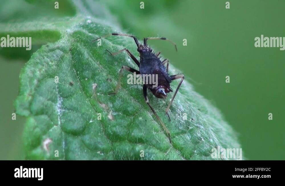 Insects aphids aphid beetle Stock Videos & Footage - HD and 4K Video ...