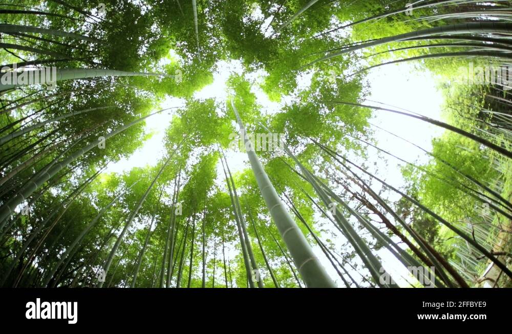 Japanese bamboo rainforest environment sunlight Arashiyama Kyoto Stock ...