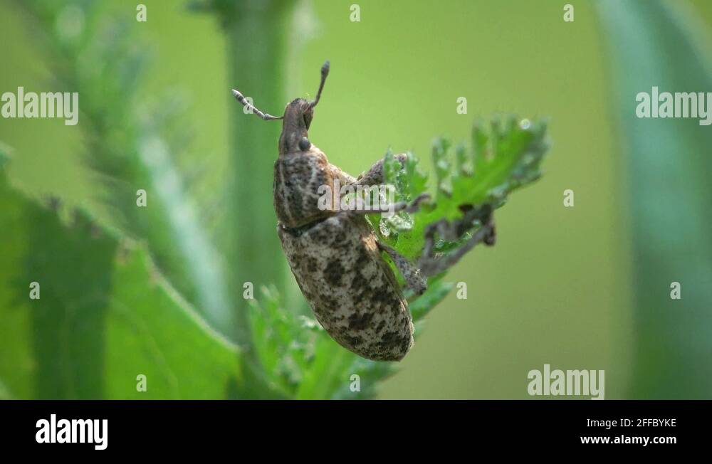 Weevil reproduction Stock Videos & Footage - HD and 4K Video Clips - Alamy