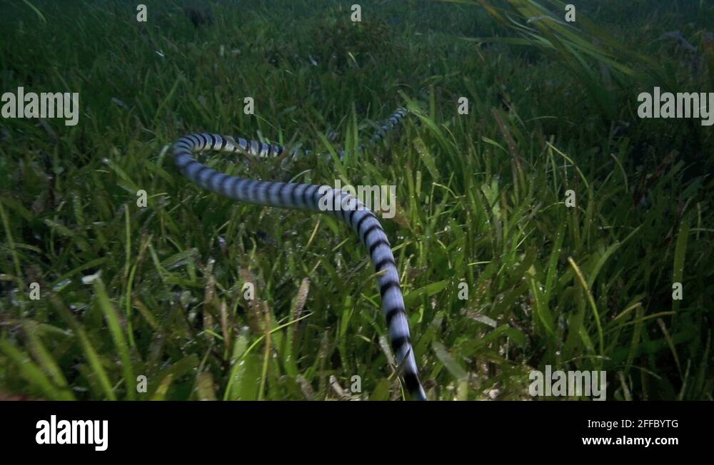 Banded sea snake hunting in sea grass Stock Video Footage - Alamy