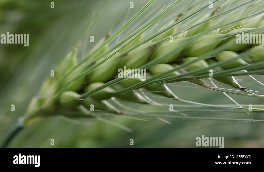 Cereal kernels Stock Videos & Footage - HD and 4K Video Clips - Alamy