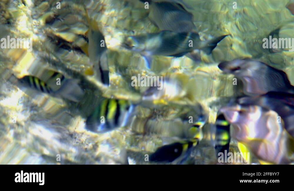 Coral fish key west Stock Videos & Footage - HD and 4K Video Clips - Alamy