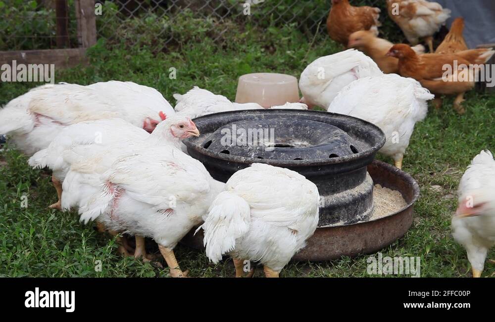 Green fowls Stock Videos & Footage - HD and 4K Video Clips - Alamy